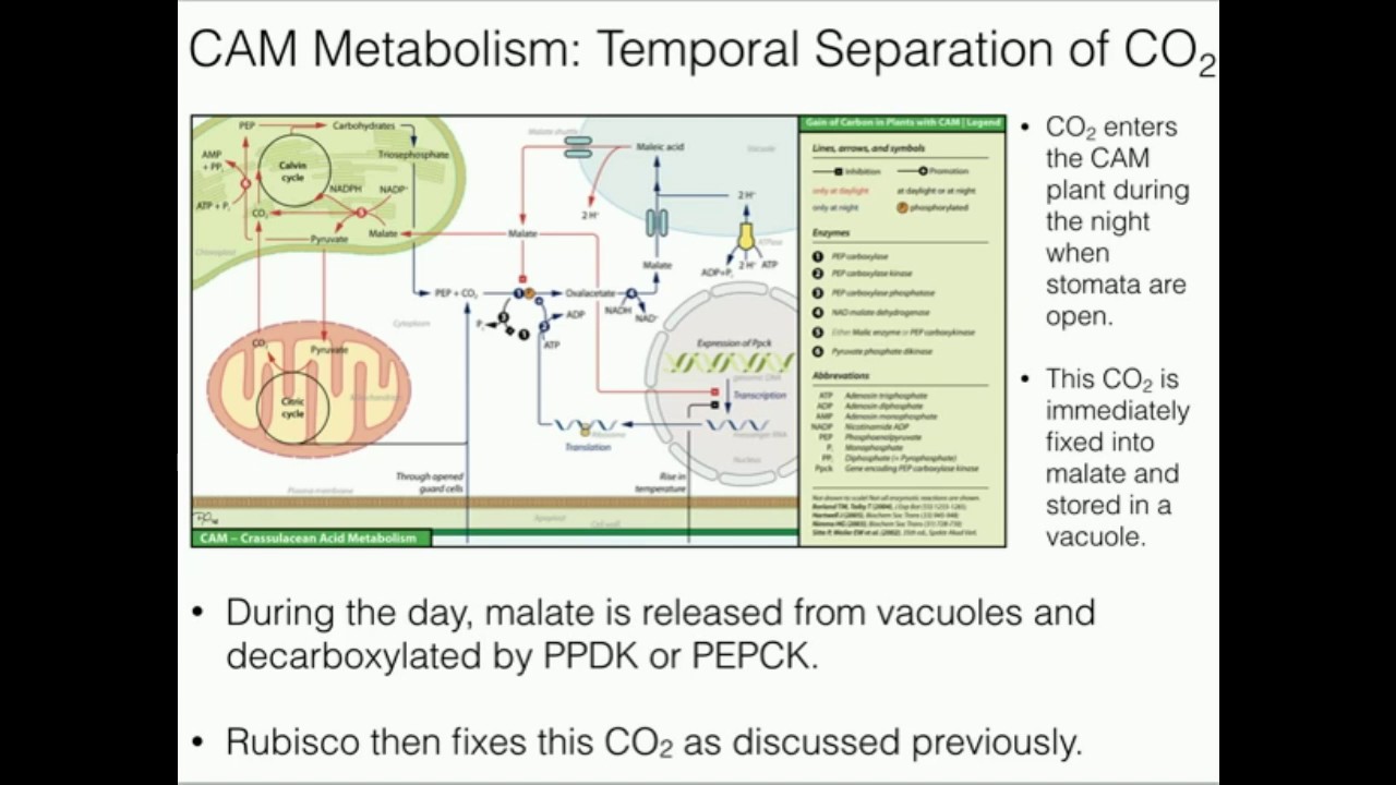 CAM Plant Metabolism: Temporal Separation - YouTube