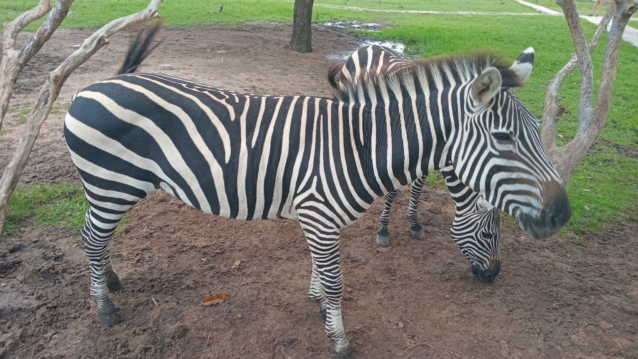 PASAKA NA JAMBO ZOO SHY - YouTube