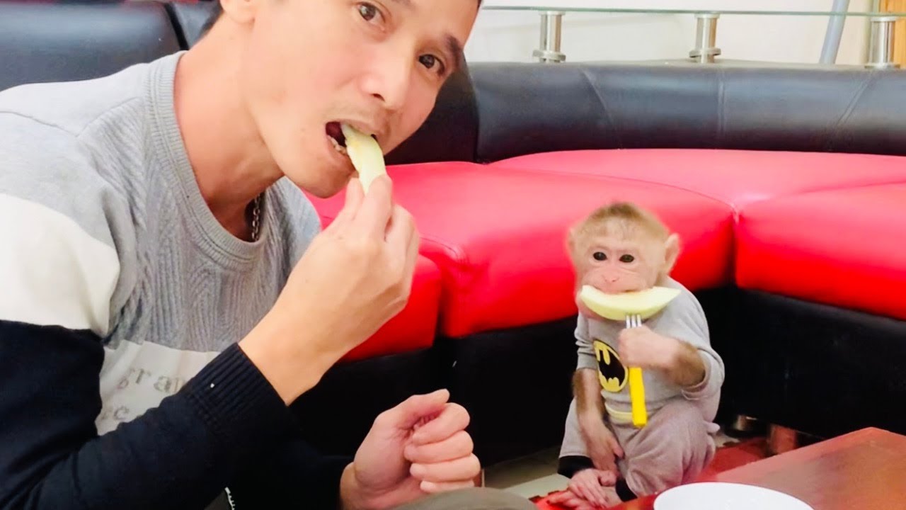 Monkey Pho Mai is so cute eating fruit with his dad - YouTube