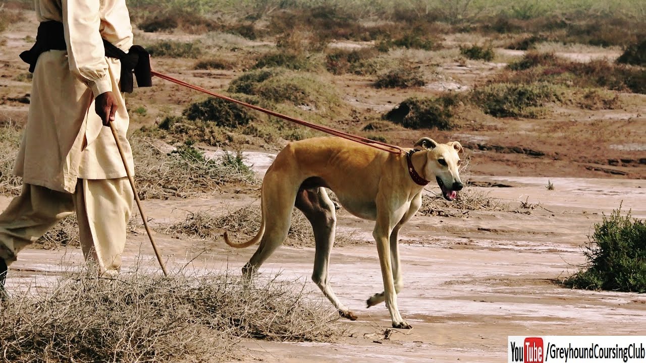 shikari dog shikar - YouTube