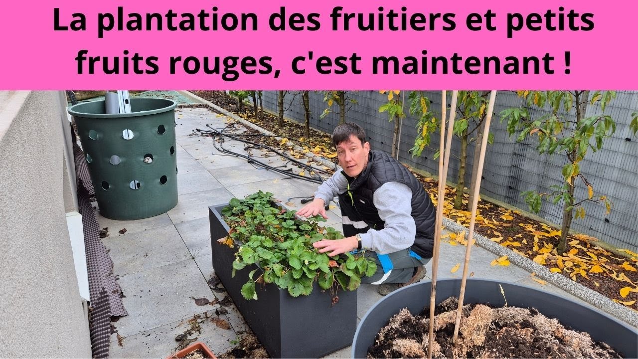 La plantation des fruitiers et petits fruits rouges, c'est maintenant ...