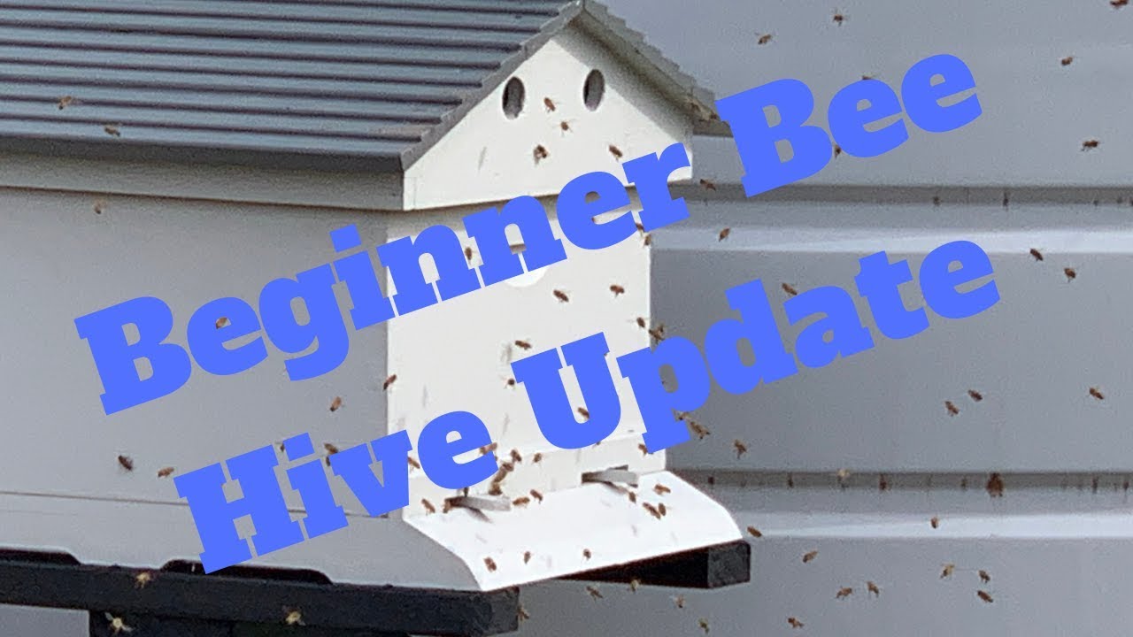 Friday the 13th - Bee Hive Update - Things are going well - Bee Keeping ...