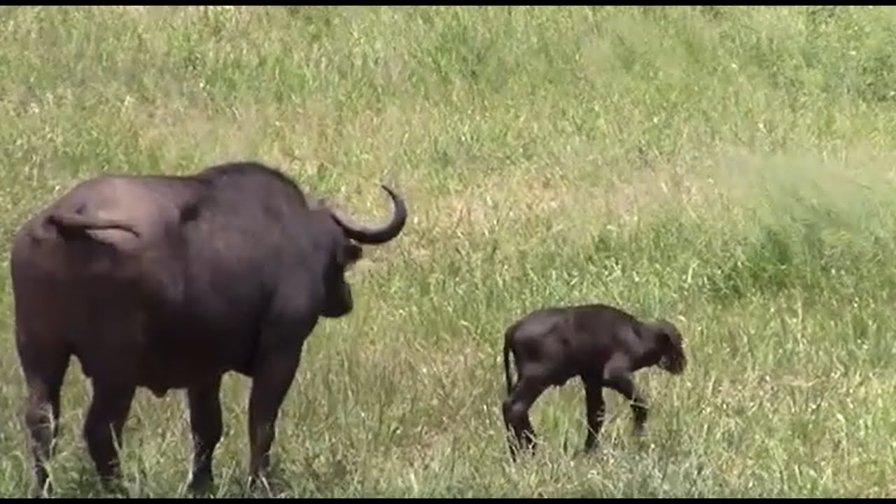 Tiny Baby Buffalo Seen With Herd | Kruger National Park - YouTube