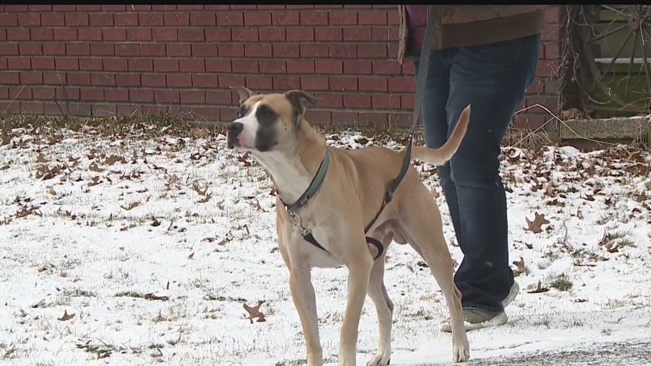 Warren family says they were trying to help ‘edgy’ dog who bit child’s ...