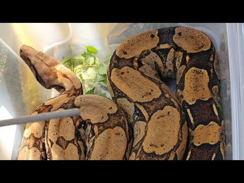 JIBOIA AMARELA INCRÍVEL no meu Quintal #snake #jiboia #boaconstrictor ...