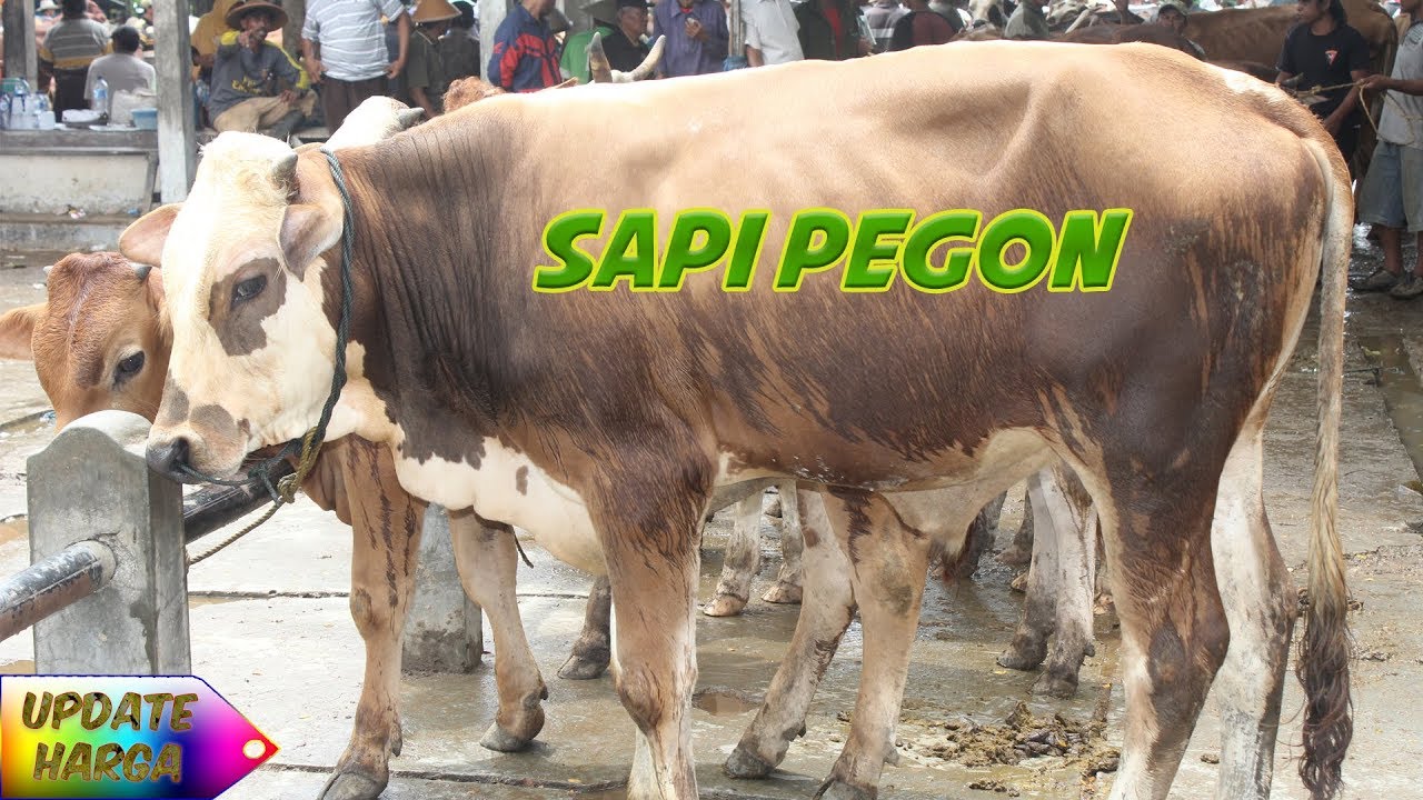Sapi Pegon Jawa (PASAR SAPI BLORAJAWA TENGAH) - YouTube