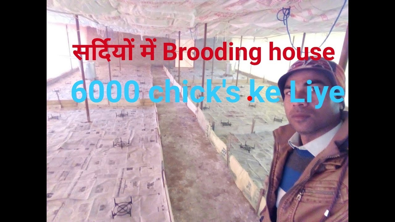 Winter brooding house poultry || 6000 birds || one day old chick's ...