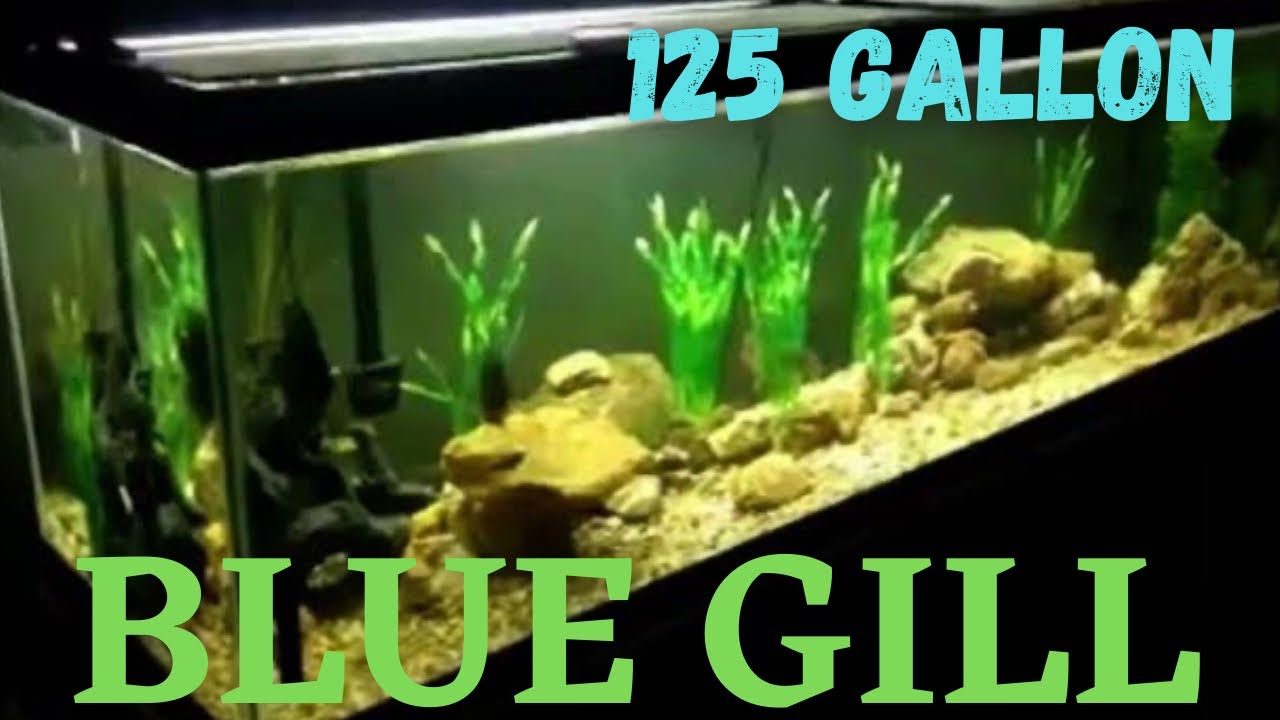 Bluegill Feeding in 125 Gallon Fish Tank - YouTube