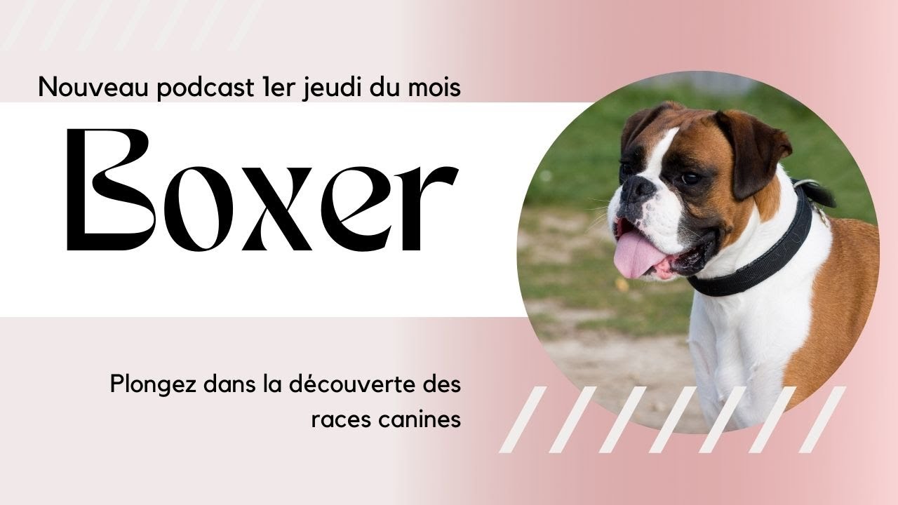 🎙️ PODCAST | Le Boxer #22 - YouTube