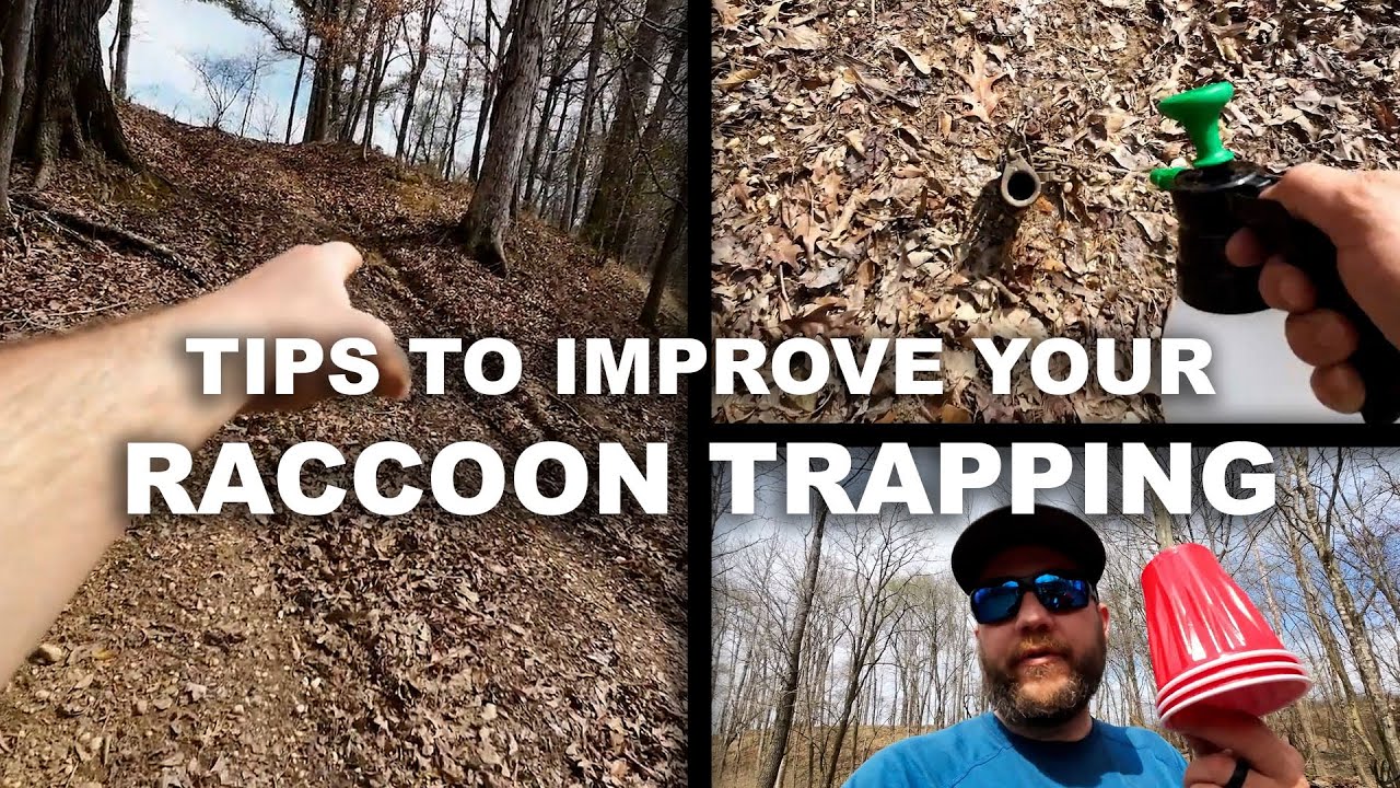 Raccoon Trapping Tips - YouTube