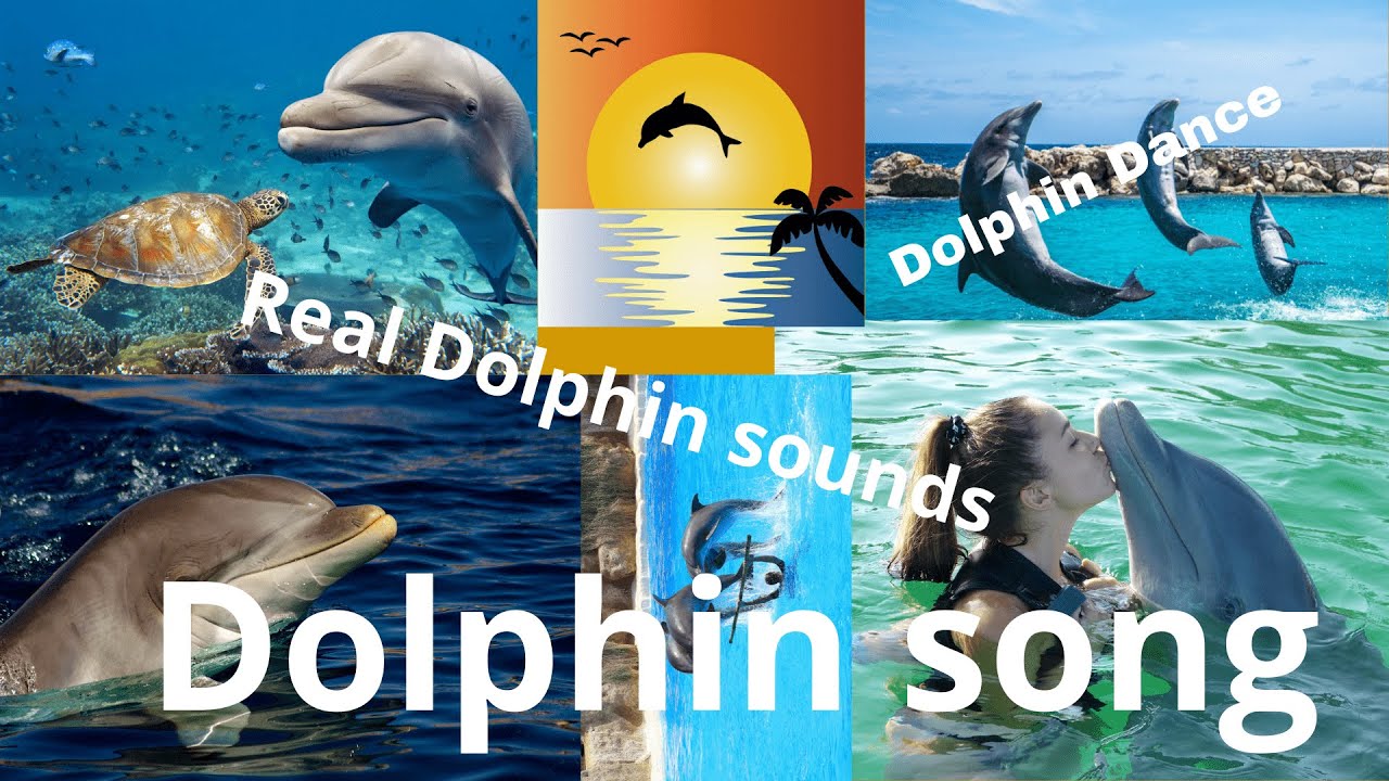 Dolphin | Dolphin sounds | Incredible dolphin | dolphin noises ...