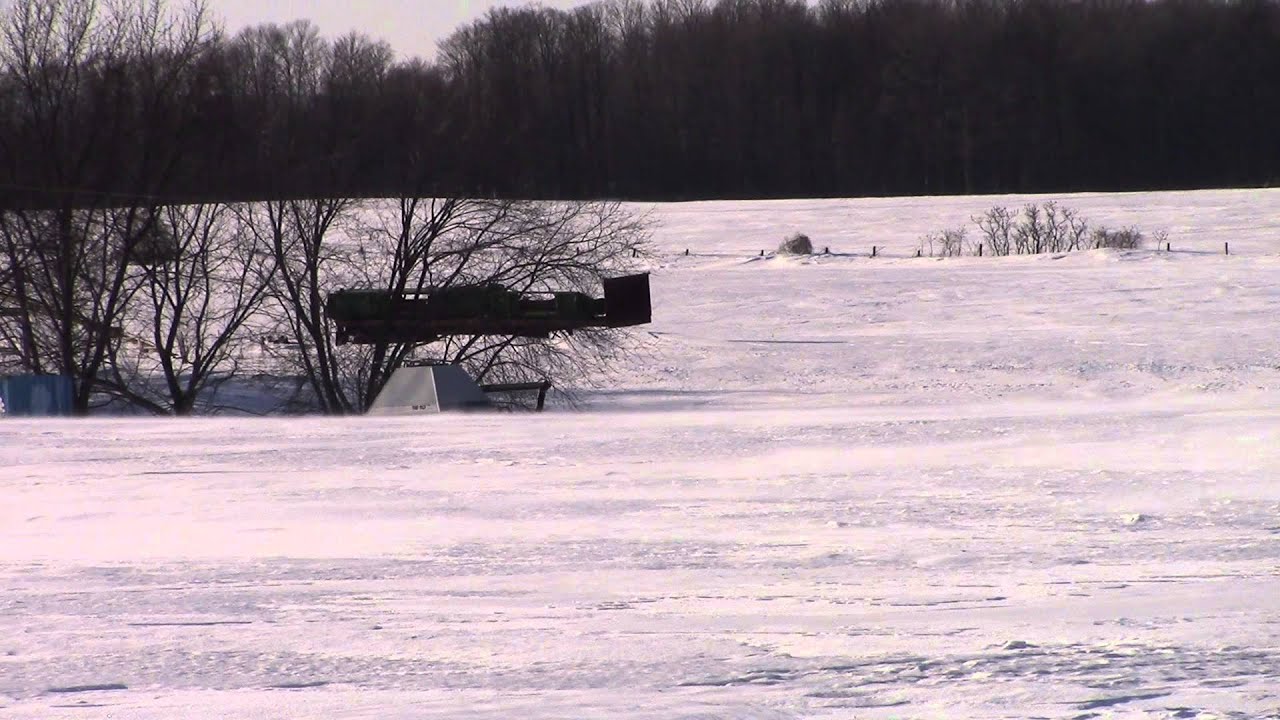 Snowy Owl attacks prey - YouTube
