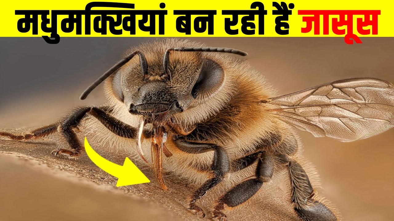 मधुमक्खियां बन रही हैं जासूस| Can you train bees to attack| Honey Bees ...