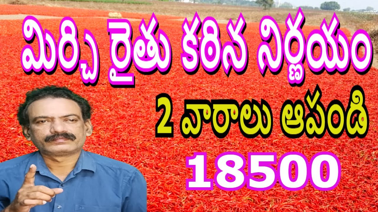 మిర్చి రైతులు అలాంటి నిర్ణయం తీసుకోవాల్సిందే Mirchi Market Report ...