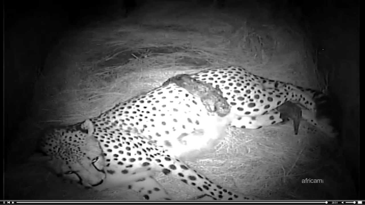 Cheetah cubs getting to the milk bar - YouTube