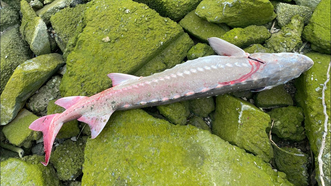 Dead Sturgeon - Fraser River - Richmond, BC - YouTube