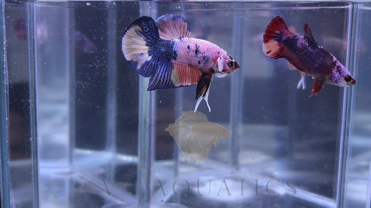 Multicolor HMPK Betta - YouTube