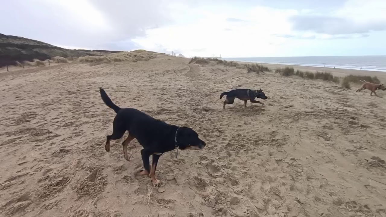 maandagmiddag in het duin - YouTube