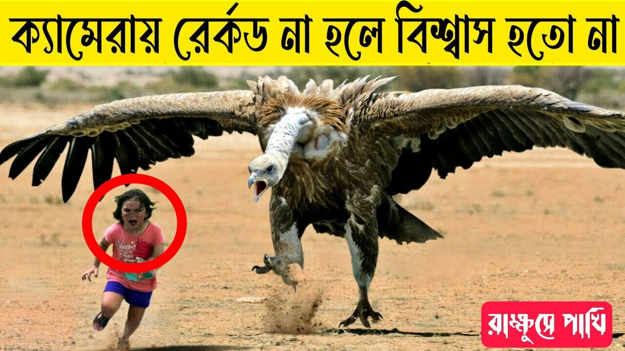 পাখিদের আক্রমণ দেখে আপনিও অবাক হবেন।।When Deadliest Birds Attacks on Wild Animals in Bangla ...