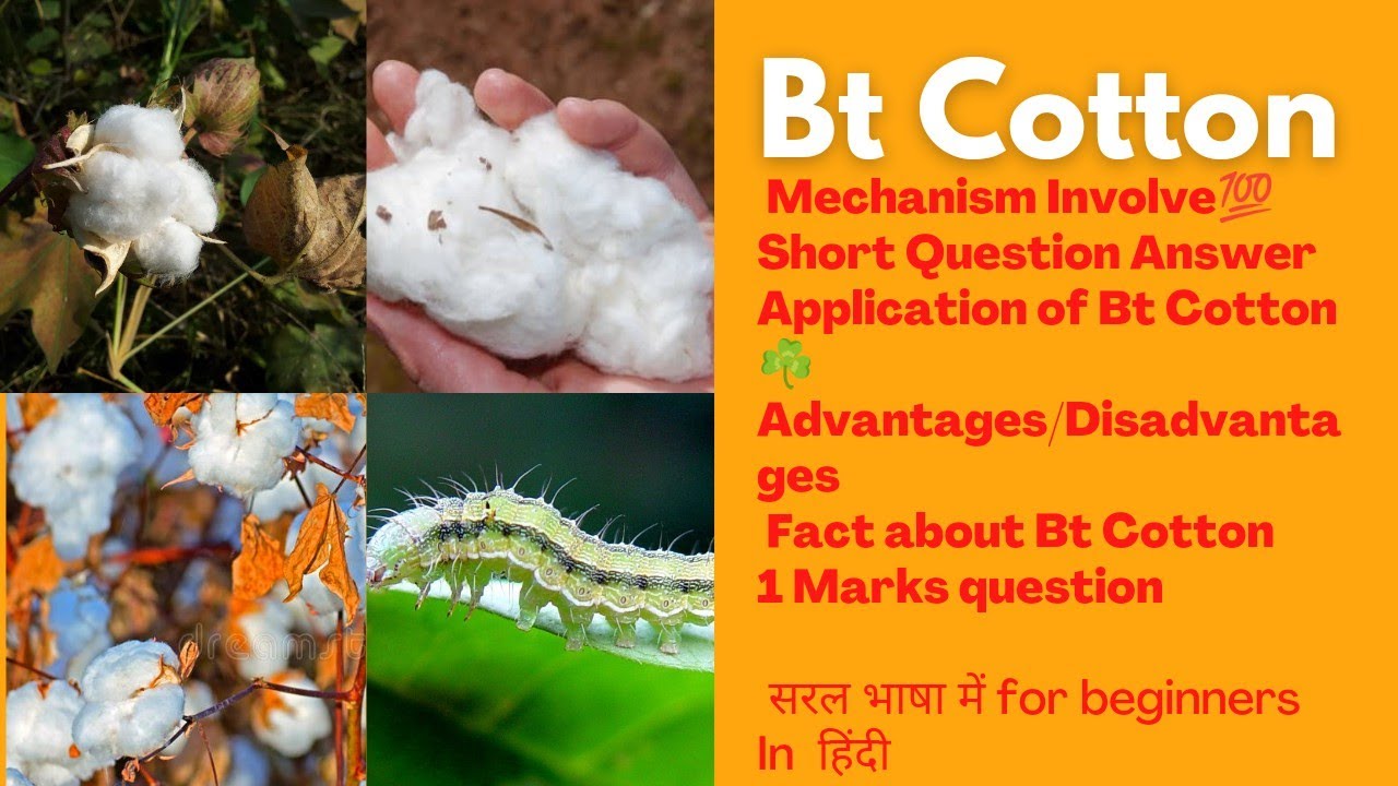 Bt Cotton |Strategy behind Bt Cotton| Application 💯|Advantages ...