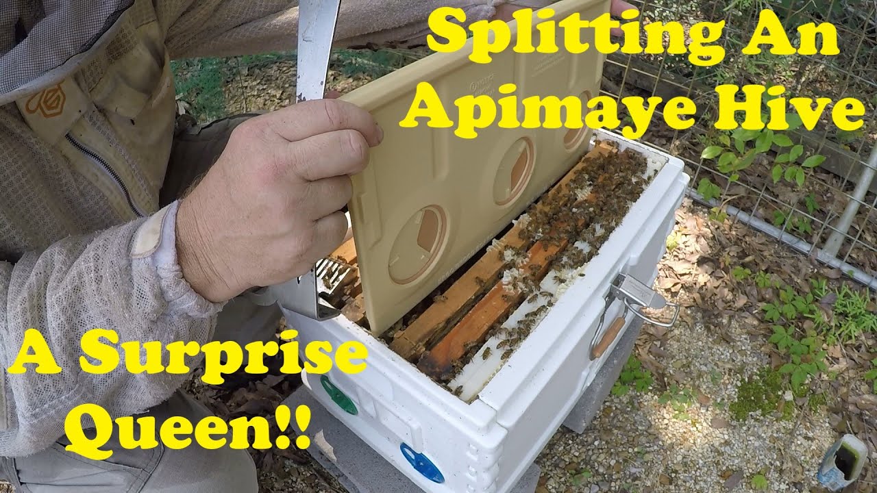 Splitting a Bee Hive in a Hive | A 'How I Do Production - YouTube