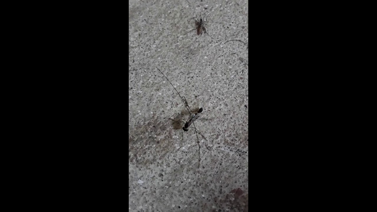 isang malaking lamok - YouTube