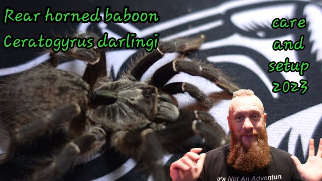 horned baboon tarantula // c.darlingi #darlingi #hornedbaboon - YouTube