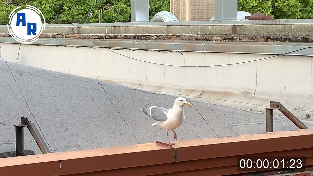 Bird Jumping Up, Landing, Seagull Landing ~ Animation Reference - YouTube