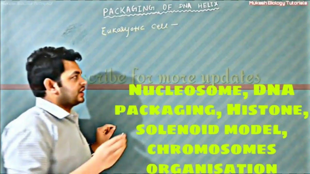 DNA packaging in eukaryotes, nucleosome, histone, chromosomes ...