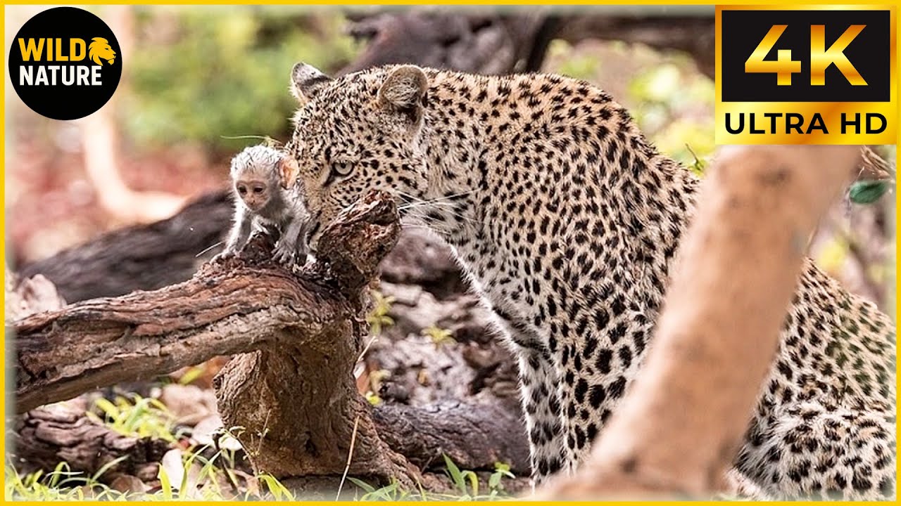 Craziest Leopard Attacks Ever Caught On Camera | Animal Fights #85 ...