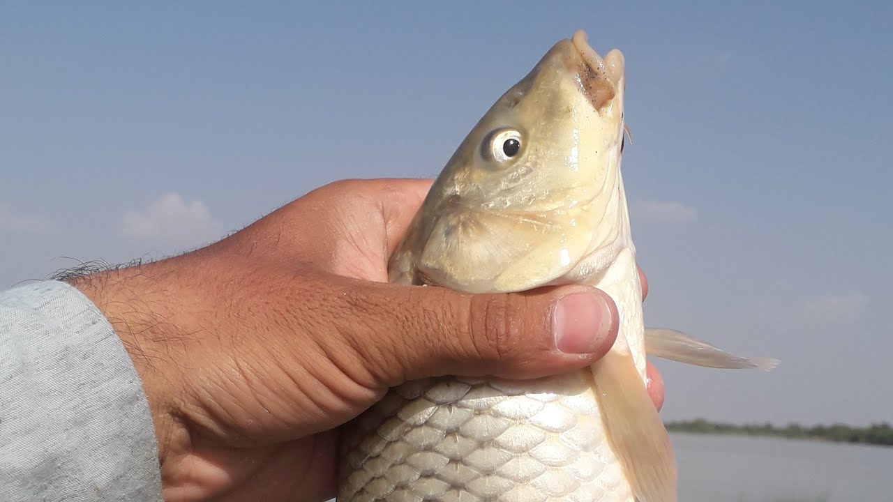 Net Fishing in Indus River Swabi Kpk pakistan - YouTube