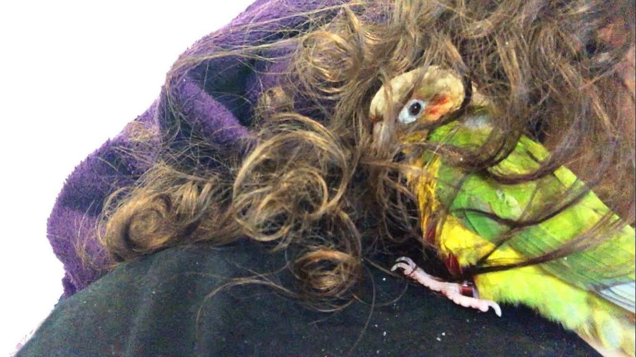 My parrot thinks my hair is a nest - YouTube
