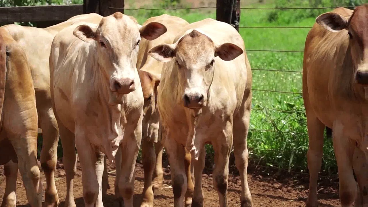 Senepol x Nelore - Meio Sangue Senepol só com 14 meses e já pesam 12,3 ...