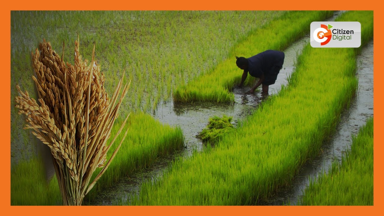 | KENYA'S GOLD | Rice Farming in Kenya [Part 1] - YouTube