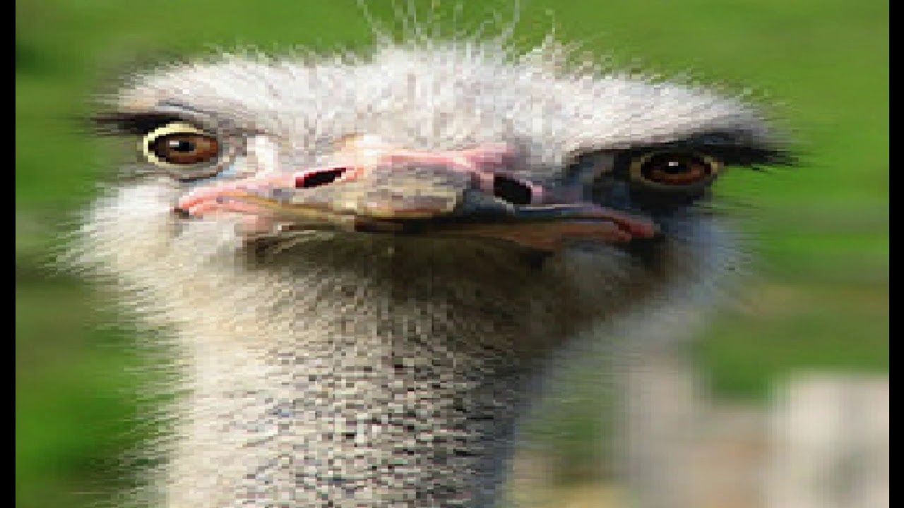 I LIKE BURDS - YouTube