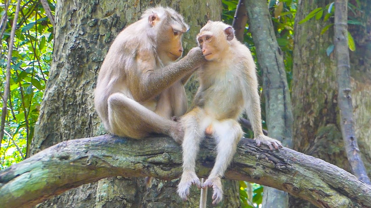 Great mama Libby pay attention much with Rainbow even she isn't aby | Heartwarming family monkey ...