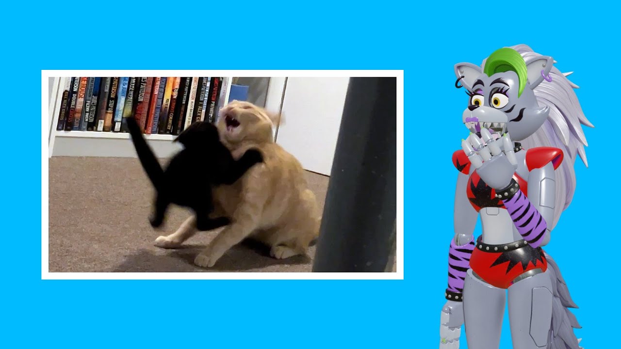 More HILARIOUS Cat Memes!!! with Jordon Edwards - YouTube