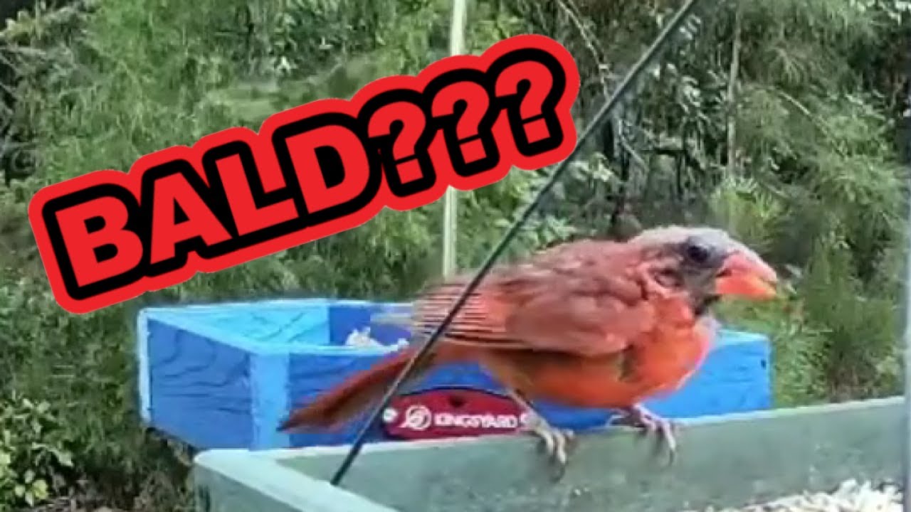 Bald Redbird!? Male Cardinal NO Cone or Head Feathers - Do Birds Go ...