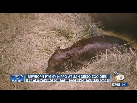 San Diego Zoo's baby hippo dies, was just over a week old