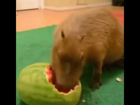 capybara eating watermelon - YouTube