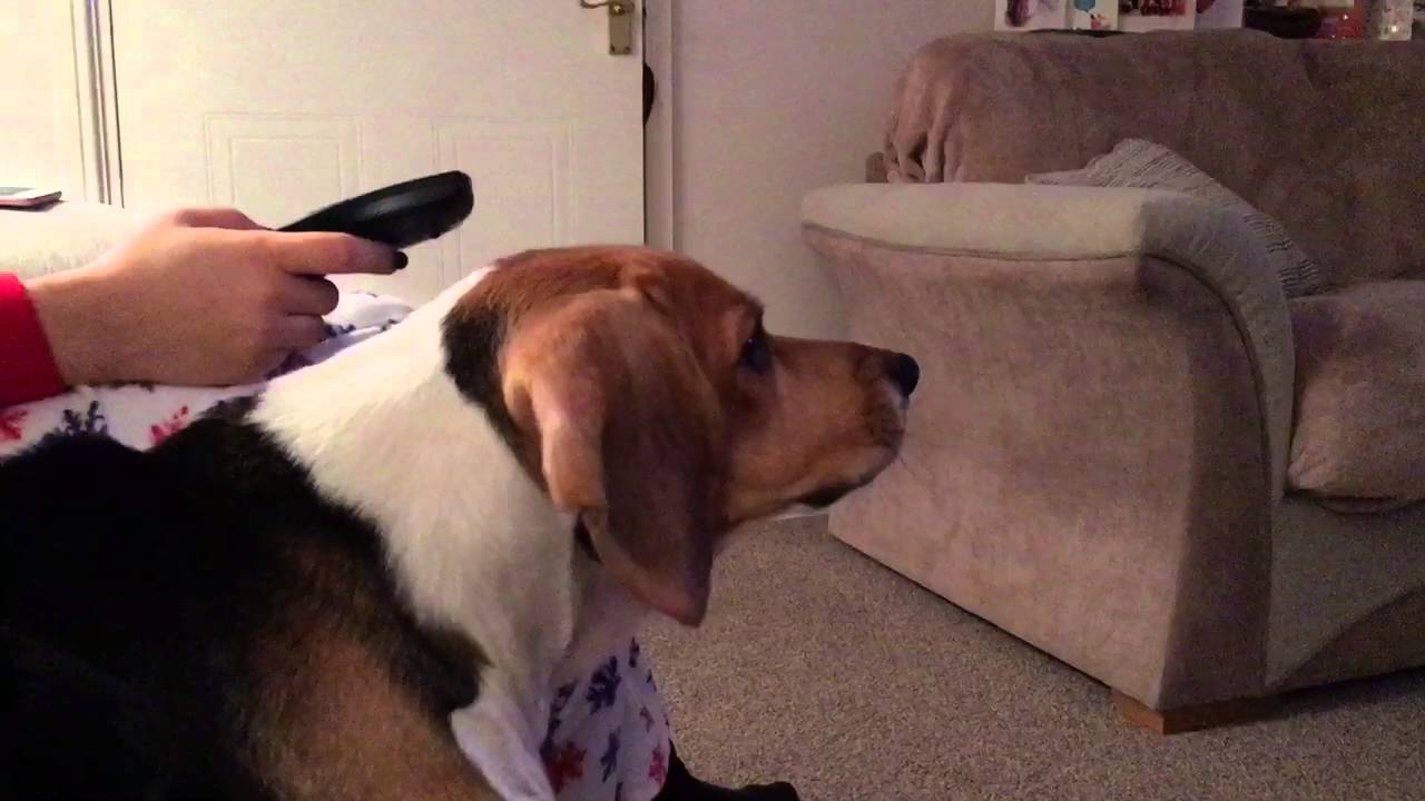 Beagle growling at dog on TV - YouTube