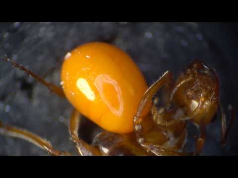 Myrmecocystus queen with massive parasitic mite attached - YouTube