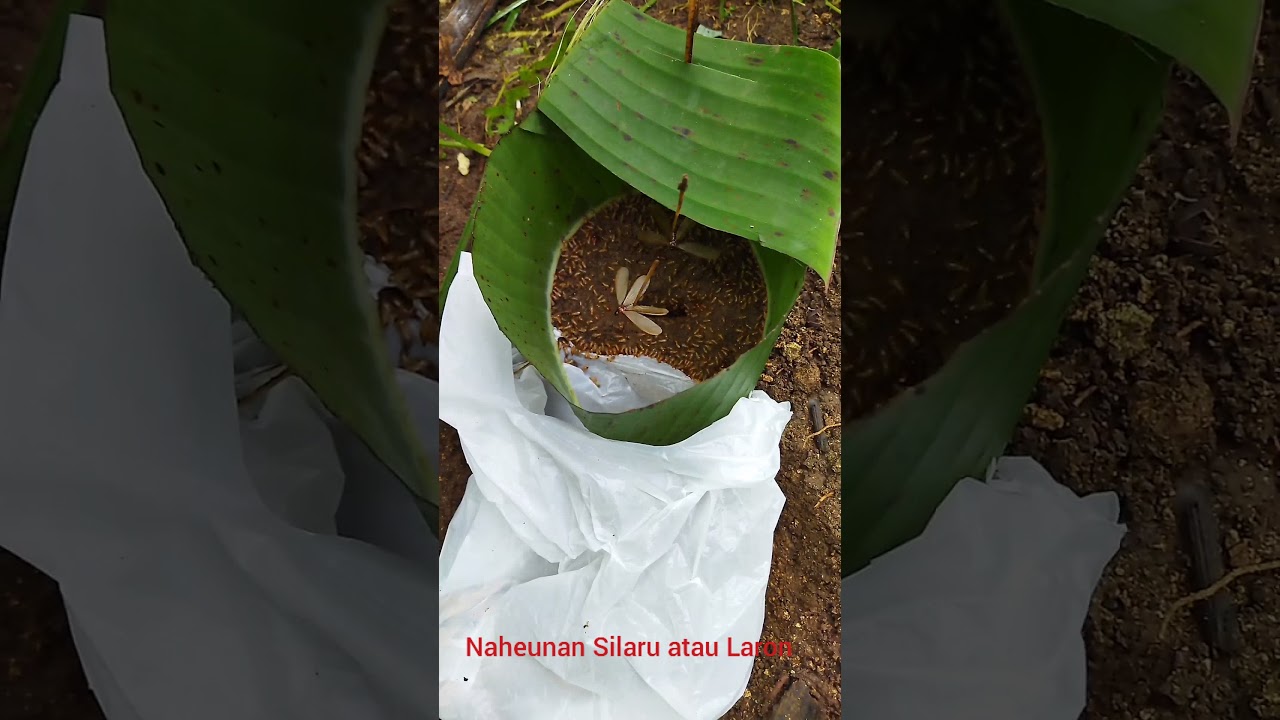 Naheunan Silaru Atau Laron Untuk Umpan Pancing #shorts #shortsyoutube # ...