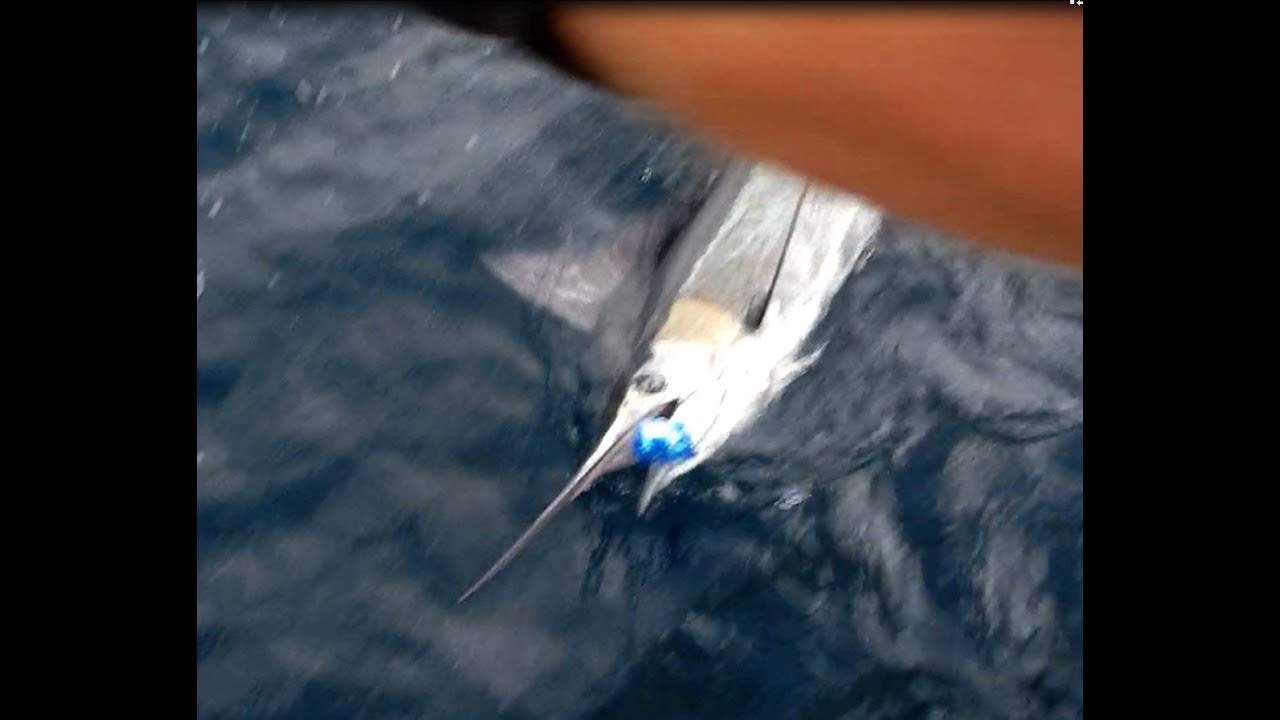 Grand Slam Billfish in the Hudson Canyon , NY - YouTube