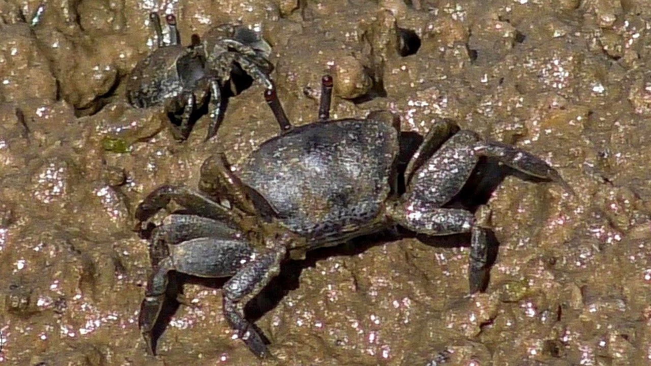 Semaphore Crabs (Heloecius cordiformis) on Intertidal Mud - YouTube
