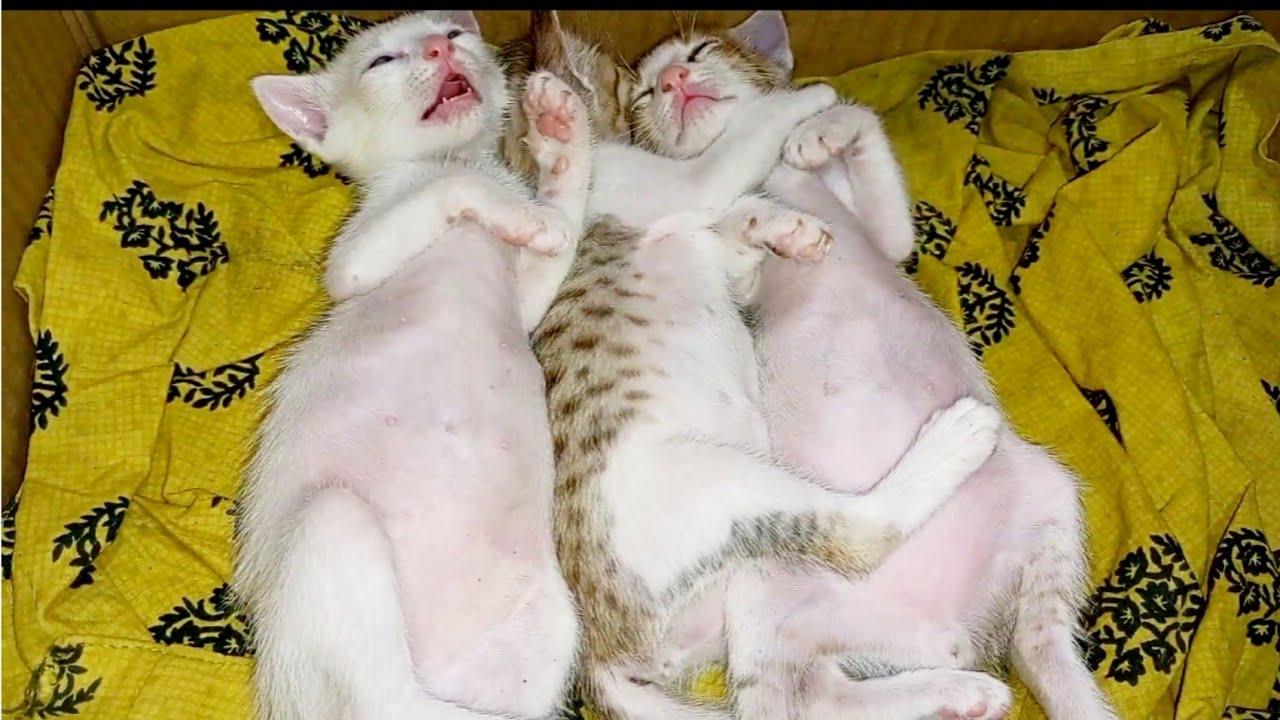 Funny Kittens - YouTube