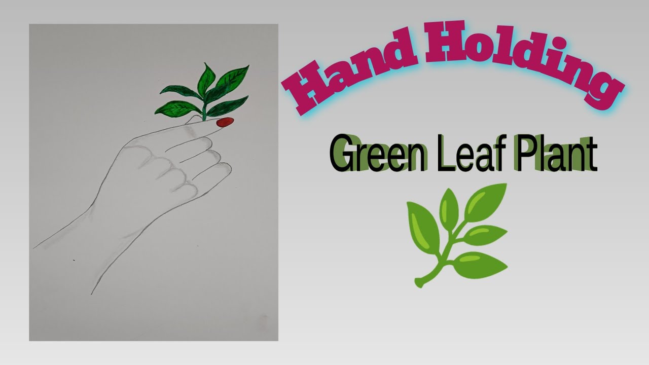 How to draw a hand holding green leaf Plant | Easy pencil drawing ...