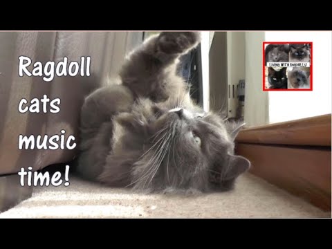 Ragdoll cats music time! #catlover #catvideos#cutecats #ragdolls # ...