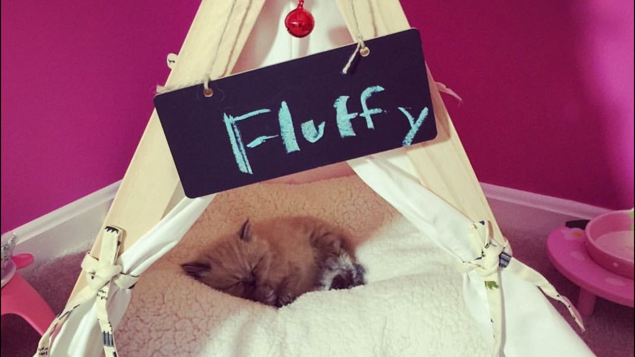 My Little Brother Fluffy Jr Meow~ - YouTube