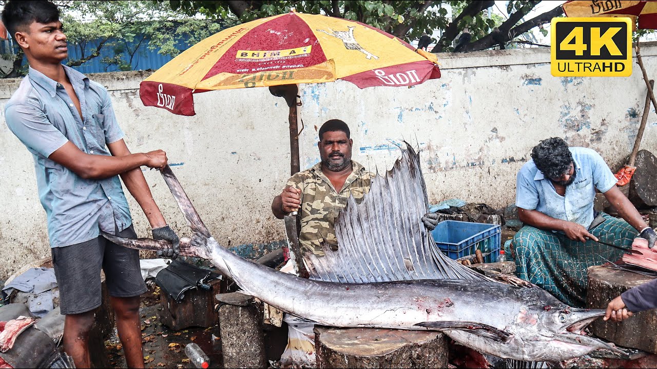 HUGE SIZE MAYIL KOLA FISH FAST CUTTING KASIMEDU MINNAL RAJA | BIG FISH ...